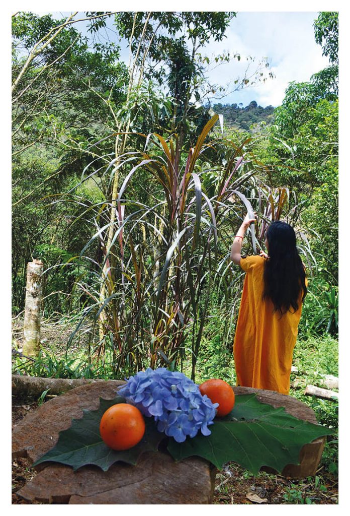 Riqueza exótica-La naranjilla o Quito Quito - Revista Apuntes de Familia