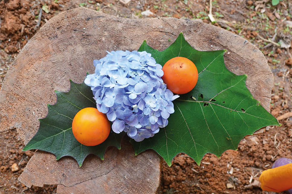 Riqueza exótica-La naranjilla o Quito Quito - Revista Apuntes de Familia