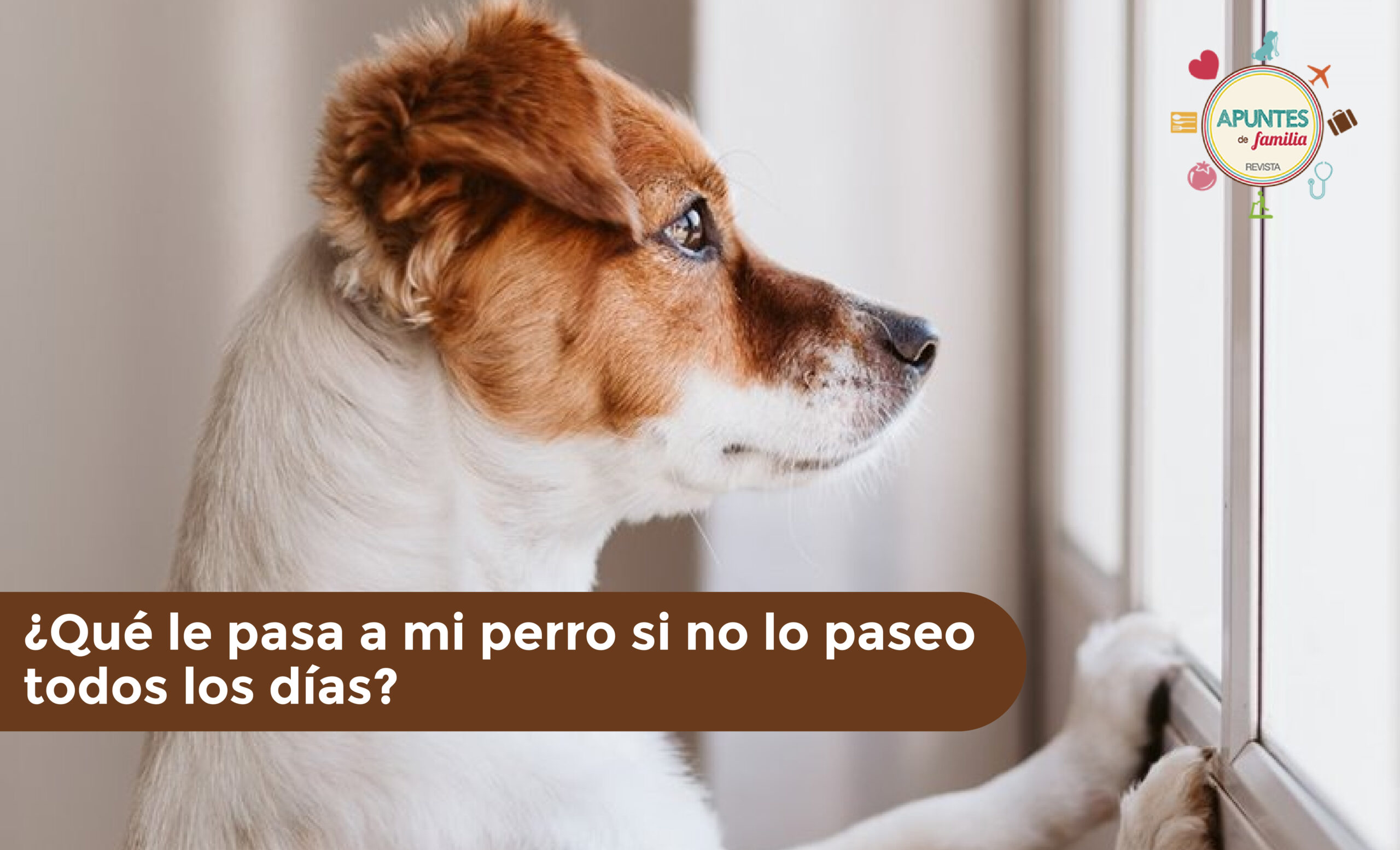 ¿Qué le pasa a mi perro si no lo paseo todos los días? - Revista ...