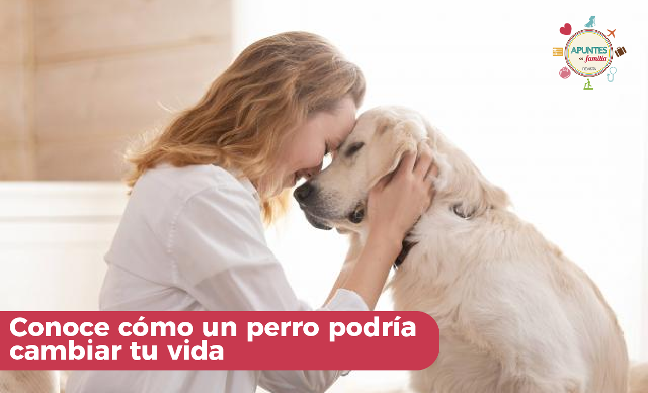 Conoce cómo un perro de apoyo emocional podría cambiar tu vida ...