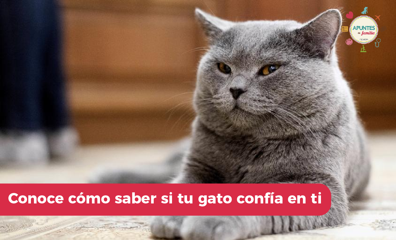 Conoce cómo saber si tu gato confía en ti - Revista Apuntes de Familia